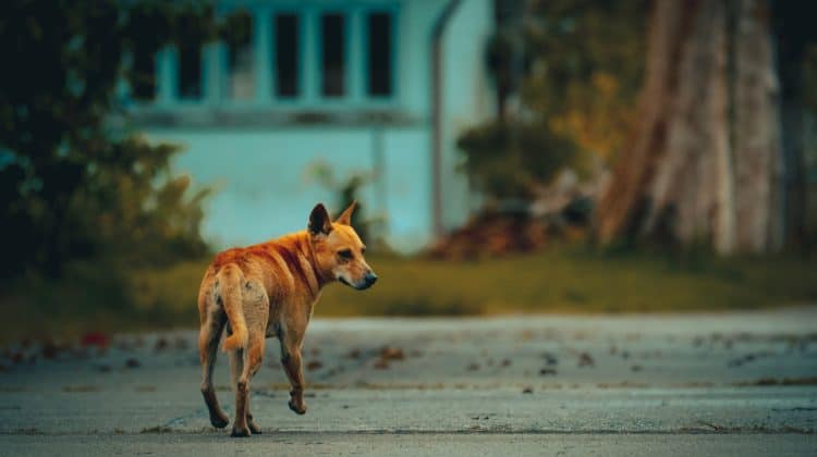 Why You Should Not Approach a Loose Dog on the Street