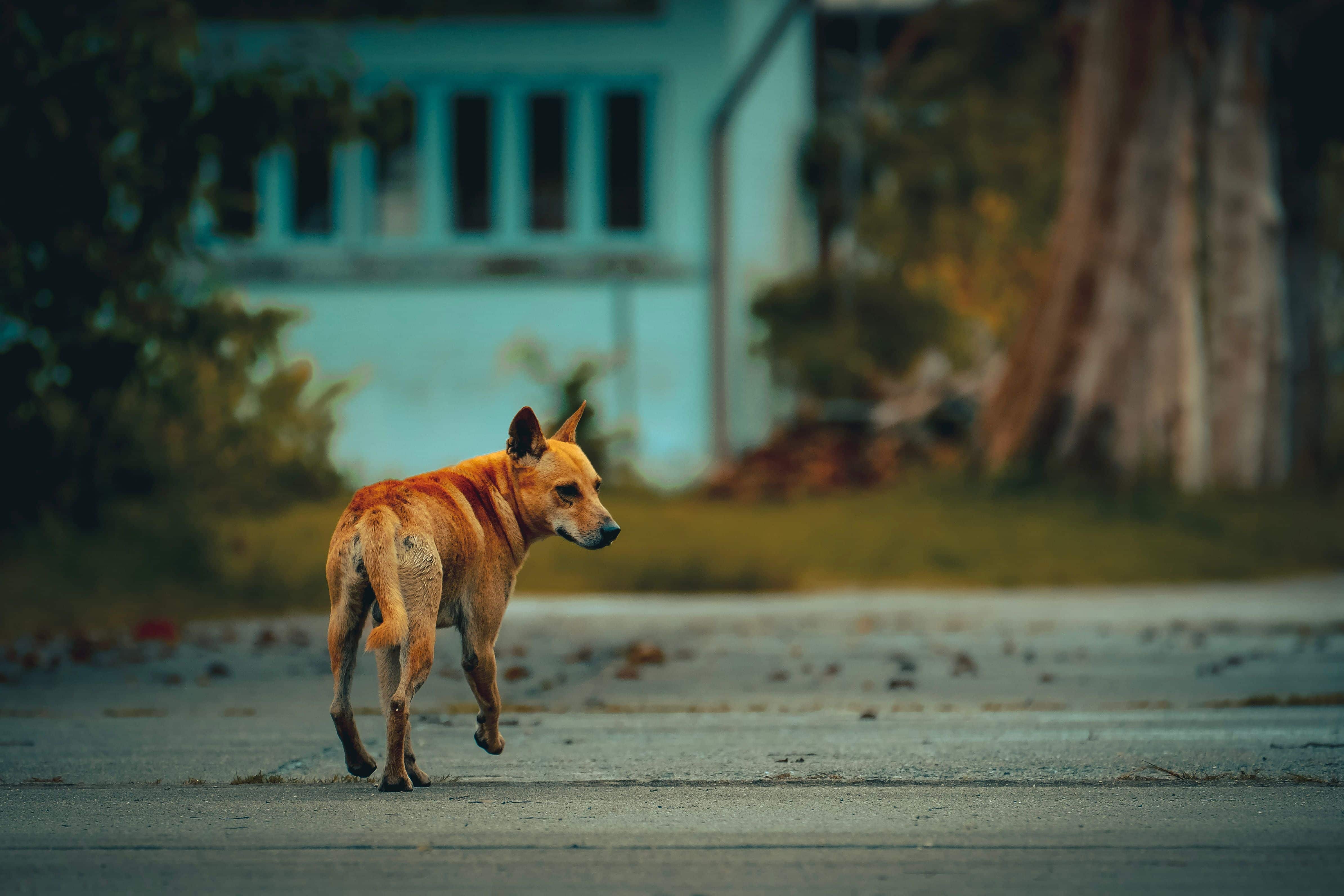 Why You Should Not Approach a Loose Dog on the Street