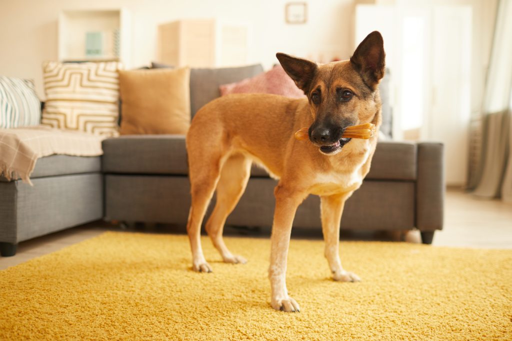 The Role of Home Insurance in Dog Attacks - Briskman Briskman ...